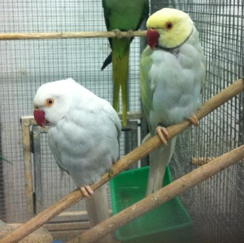 Rose Ring Neck Parrot