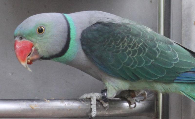 Rose Ring Neck Parrot