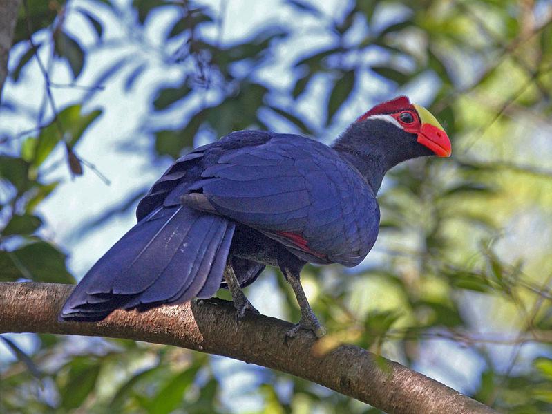 Violaceous Turaco