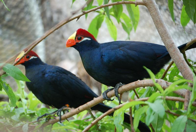 Violaceous Turaco