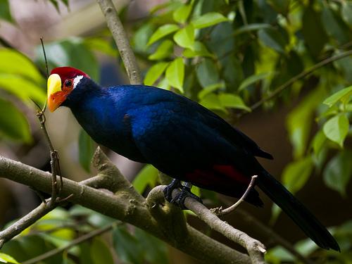 Violaceous Turaco