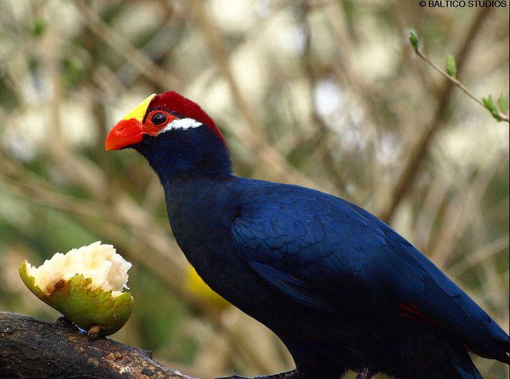Violaceous Turaco
